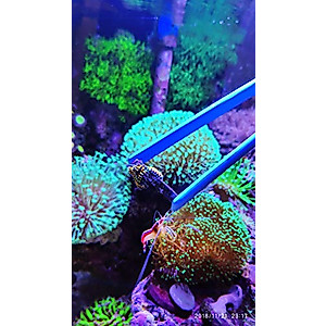Aquarium Choice Coral Feeder Long Syringe Reef Feeder SPS HPS Marine Reef Coral Feeder Tool Fish Excreta Cleaner (11.8 inch Coral Tweezers Never Rust)