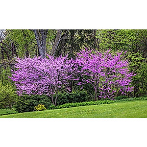 1105-Eastern Redbud Tree (Cercis Canadensis ‎) Seeds by ...