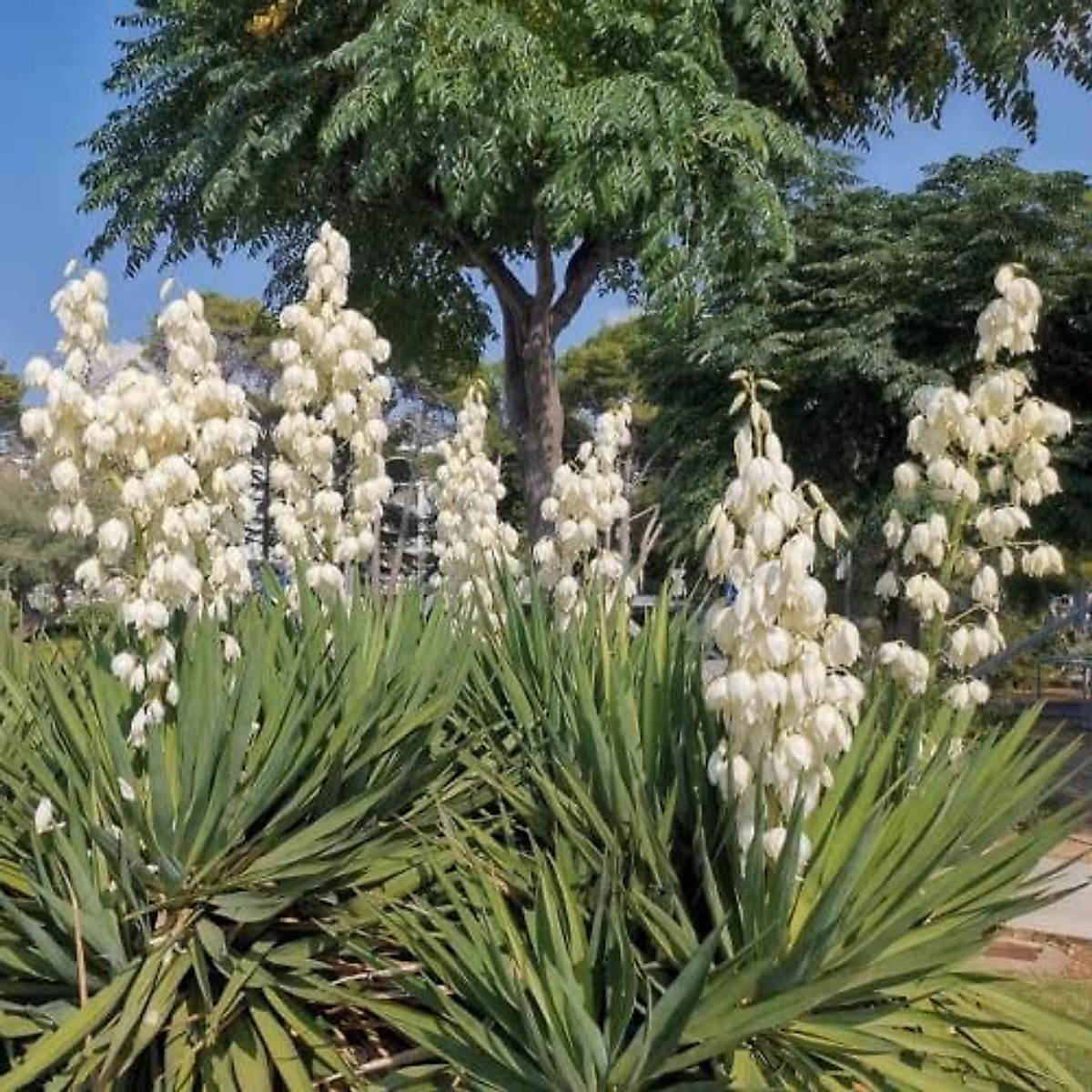 CHUXAY GARDEN Yucca Gloriosa,Spanish Dagger 30 Seeds Yucca Gloriosa 'Aureovariegata' Evergreen Shrub Growing to 2.5 m Low-Maintenance