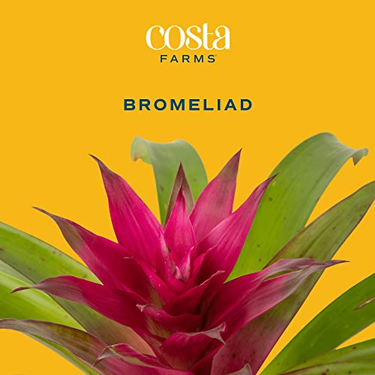 Costa Farms Bromeliad Live Plant, Live Indoor Flowering Plant, Houseplant Potted in Nursery Grower Pot Planter with Potting Soil Mix, Tabletop Room Decor, Grower's Choice, 12-Inches Tall