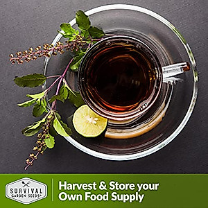 Survival Garden Seeds - Holy Basil Seed for Planting - 5 Packs with Instructions to Plant and Grow The Indian Sacred Herb Tulsi in Your Home Vegetable Garden - Non-GMO Heirloom Variety