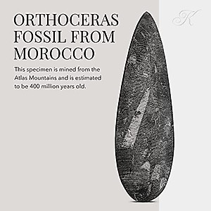 KALIFANO Authentic Natural Orthoceras Fossil - Extinct Cephalopod Shell from Morocco