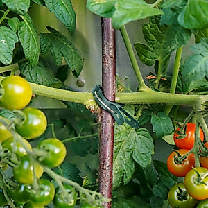 iPower 40 Pcs Plant Clips, Reusable Plant Support Stake Clips for Flower Vine Tomato Peony, Garden Clips for Supporting or Straightening Plant Stems, Stalks, Green