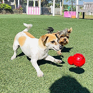 Nylabone Strong Chew Cone Stuffable Chew Toy for Dogs, Bacon Flavored Fillable Treat Toy, Medium/Wolf - Up to 35 lbs. (1 Count)