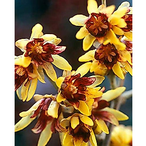Wintersweet Bonsai Tree Seeds - Chimonanthus praecox 10 Seeds - Ships from Iowa, USA