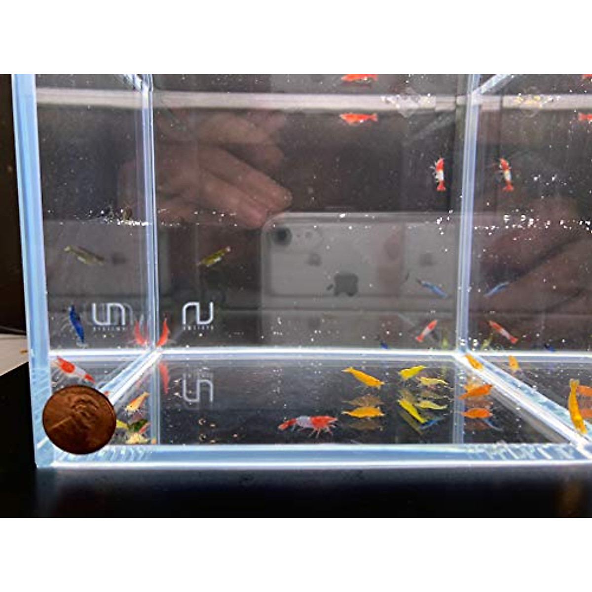 Aqua Huna Assorted Neocaridina davidi Shrimp - 10 Pack