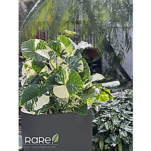 Nature's Way Farms Alocasia 'Dawn' Variegated (25-30" Tall) - Rare Live Indoor Plant, Unique Foliage