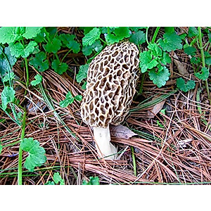 Large Kit Morel Mushroom Spores in Sawdust Seed Spore kit from WV 25 Gallon kit