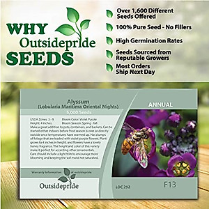 Outsidepride Alyssum Oriental Nights Purple Spreading Ground Cover Plant & Low Growing Flowers - 5000 Seeds