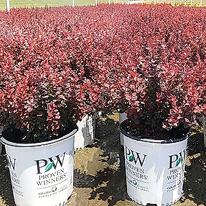 Proven Winner Sunjoy Mini Maroon Barberry, 2 Gal