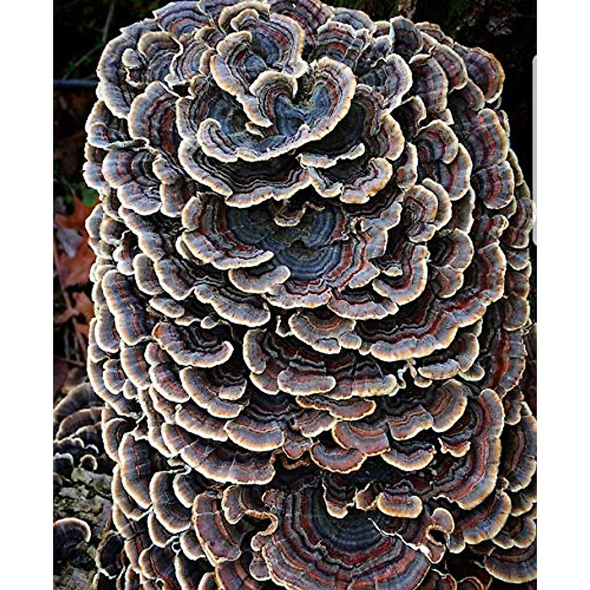 100 Turkey Tail Mushroom Spawn Plugs to Grow Gourmet and Medicinal Mushrooms at Home or commercially.