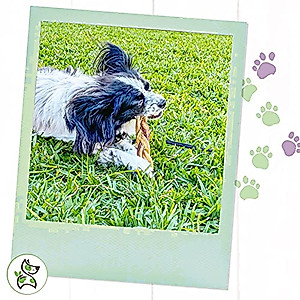 Nature Gnaws Braided Bully Sticks for Dogs - Premium Natural Beef Dental Bones - Long Lasting Dog Chew Treats for Aggressive Chewers - Rawhide Free 10 Count (Pack of 1)