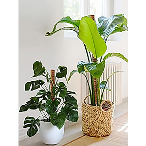 68'' Total Moss Monstera Pole Plants Support for Indoor Climbing Plants- Stable Stackable Coco Coir Stakes for Potted Plants, Easy to Use (6 Pack)