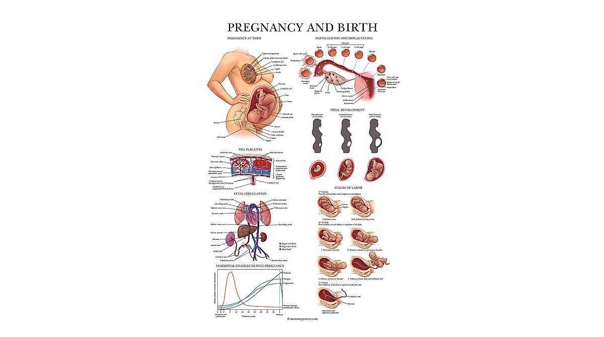 Female Reproductive & Pregnancy Anatomy Posters Set | Durable Learning ...