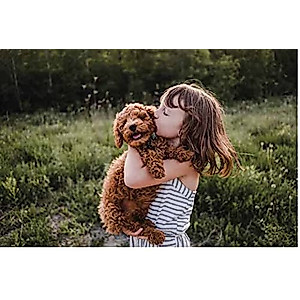 Animal Planet Urine Destroyer Professional Strength ( 32 Oz ) Oxygen Powered Formula Destroys Tough Odors & Stains Yet Gentle On Your Furniture And Carpet