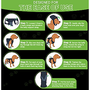 CATUPUNIS Dog Back Brace for Slipped Disc and Dog Arthritis Support, IVDD Dog Supplies, Dachshund Back Support, Back Brace for Dogs with Back Disease and IVDD [Includes 5 Dog Teeth Cleaning Wipes] (M)