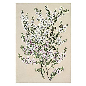 Ink Inc. Botanical Prints Floral Wildflowers Wall Art Prints - Set of 9-5x7- Matte - Unframed