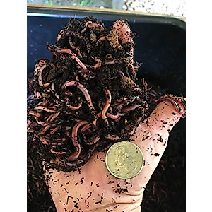 Worms Georgia Red Wiggler (1/2 Pound)