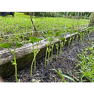 70 Blue Lake Pole Bean Heirloom Seeds Stringless Heirloom - Non-GMO - Always Fresh Seeds!