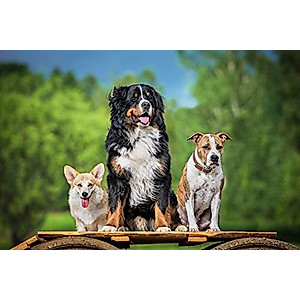 dog treats for bad breath - DOGS TOTAL HEALTH CONTROL - IMMUNE SUPPORT - HAIR SKIN NAILS ORAL EYE HEALTH FORMULA - dog vitamins for skin and coat - 2 Bottles (120 Treats)