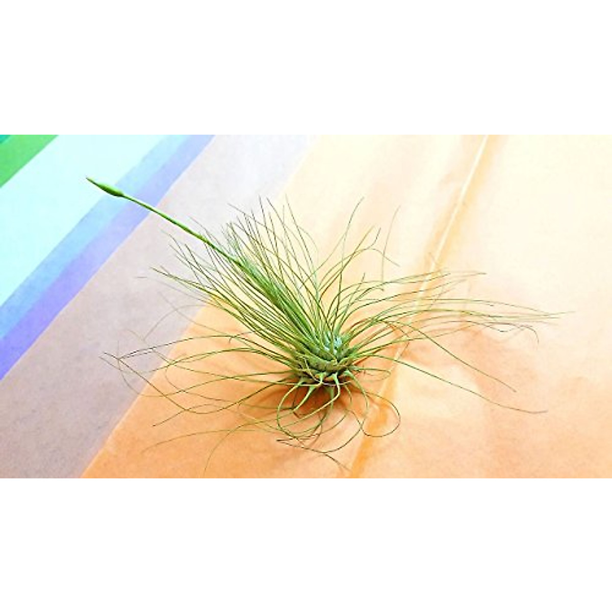 The Drunken Gnome AIR Plants – FUCSHII – 5 Pack - air Purifying Flowering Tillandsia for Terrarium, Fairy Garden Starter kit, Home Office, Indoor Outdoor, Corporate Gift (5 Pack)