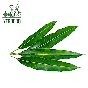 Yerbero - Hoja De Mango Entera (.75 oz - 22gr) Whole Dried Mango Leaves, Whole Leaf,100% All Natural D-Tox - Relaxation Tea | 20+ Servings | From Mexico | Premium Wildcrafted Quality.
