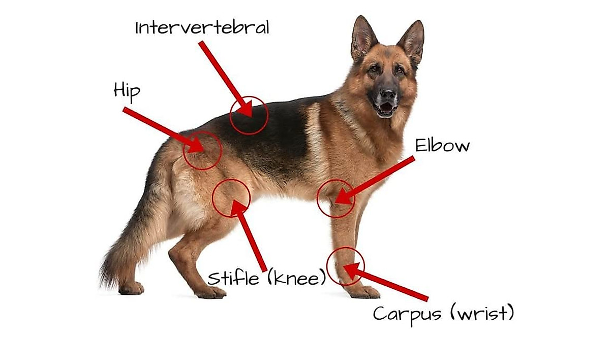 Extend Joint Care for Dogs - 1 Month Supply