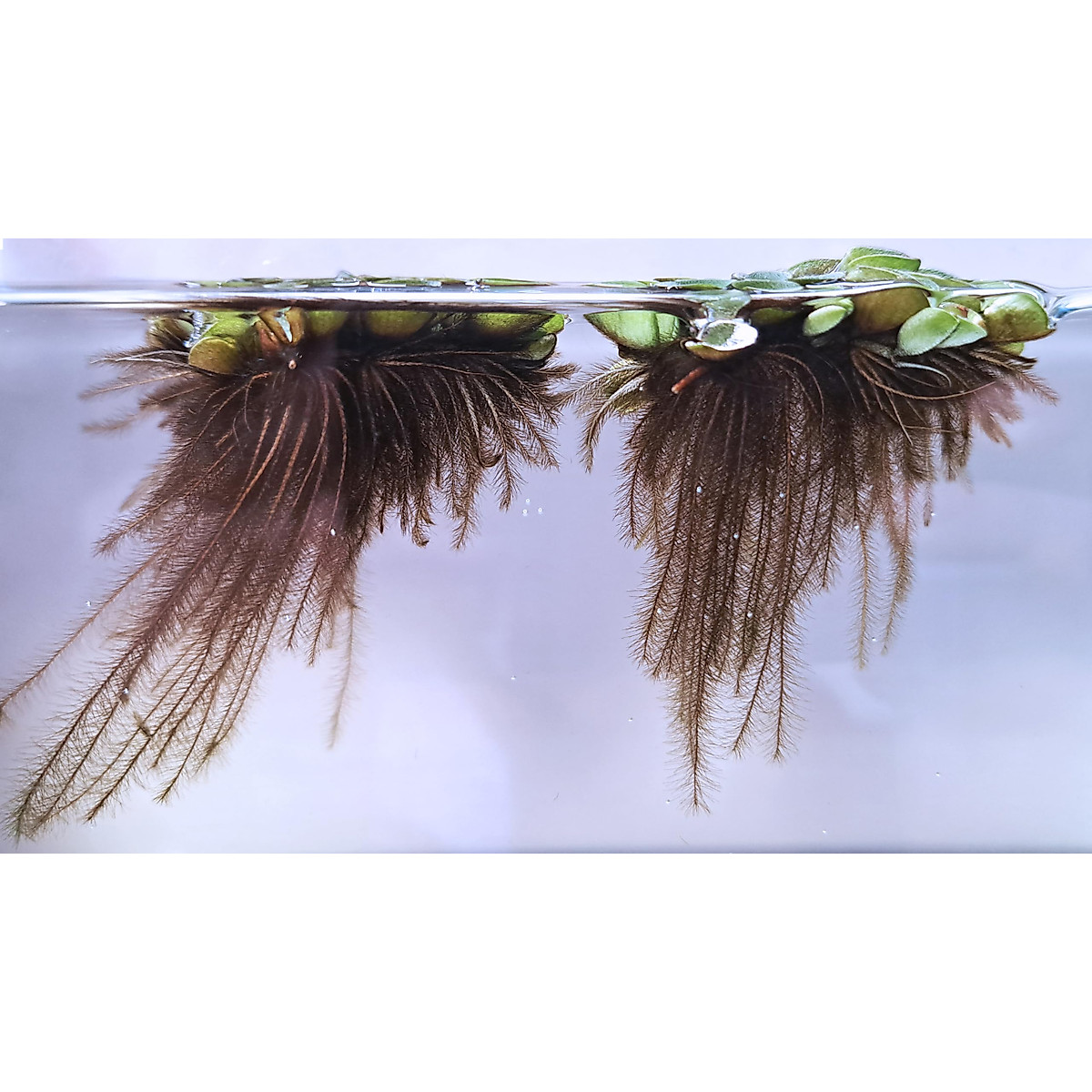 50+ Leaves Asian Watermoss (Salvinia cucullata) Live Aquarium Plant - Floating Aquatic Plant for Natural Fish Tank Decor and Oxygenation - Easy Care Aquatic Plants for Your Tank