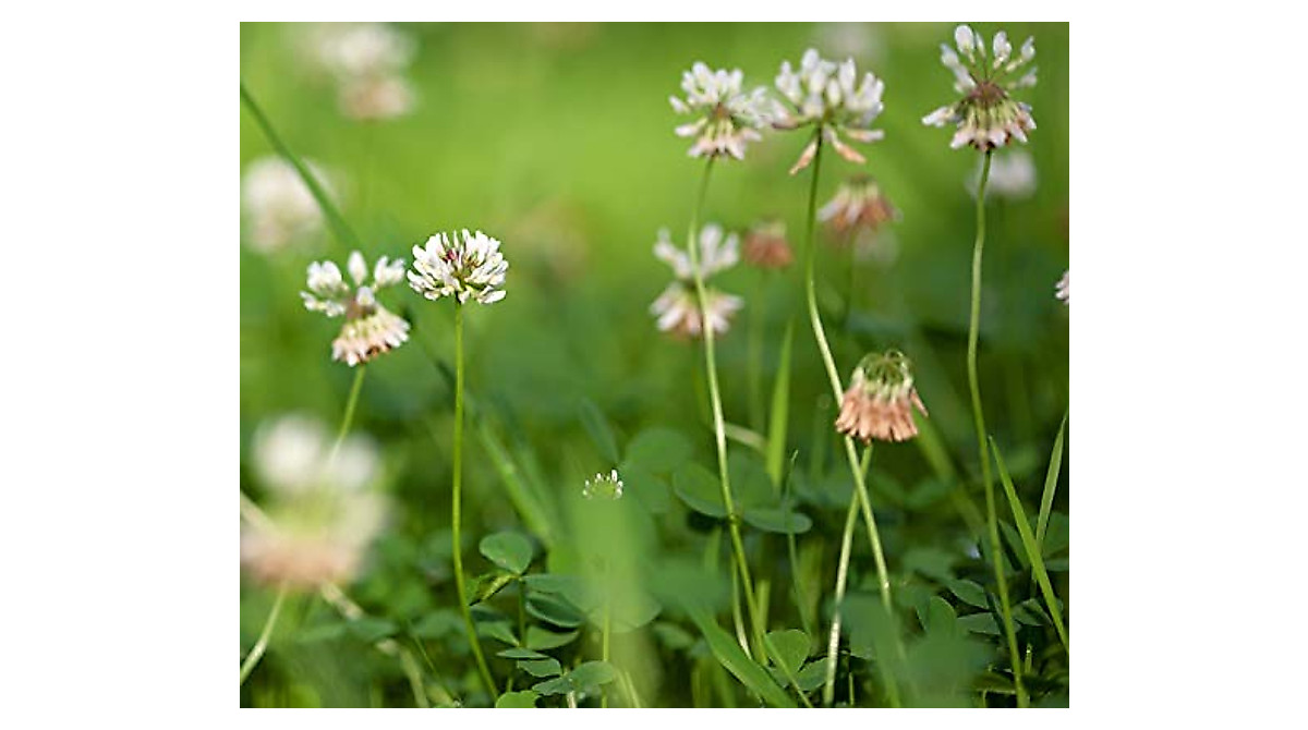 Outsidepride Clover King Deer Food Plot Seed - Perennial Mix 5 LBS