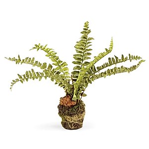 NAPA Home & Garden Boston Fern Drop-in 7.5"