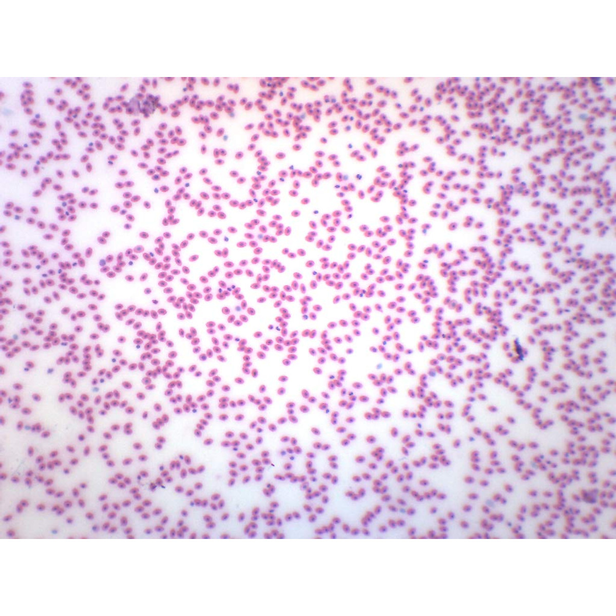 EISCO 10pk Frog Blood Smear, Prepared Microscope Slides - 75 x 25mm - Classroom Pack, 10 Slides in Storage Case - Biology & Microscopy