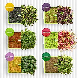 Microgreens Seeds Kit Organic NonGMO Heirloom - Seeds | 6-Pack (150g) Alfalfa, Arugula, Beetroot, Cress, Radish, Sunflower | Indoor Planting and Sprouting