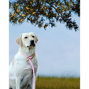 lynxking Dog Leash Slip Lead 5 6 8 FT Dog Training Leash Strong Heavy Duty Braided No Pull Training Lead Leashes for Small Medium Large Dogs