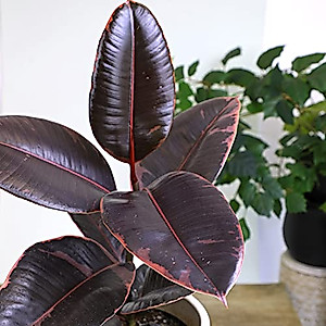 6" Ficus Ruby, Variegated Rubber Plant, Real House Plants, Desk Plants Live, Plant Decor for Bedroom, Floor Plants, Real Plants Indoor Live Plants Indoor Plants Live Houseplants by Plants for Pets