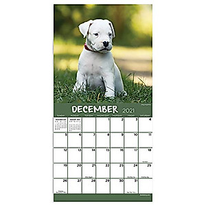 TF PUBLISHING 2021 Puppies Mini Wall Calendar - Animal Photographs with Contacts and Notes Space - Home or Office Planning and Organization in Compact Spaces - Premium Gloss Paper 7"x7"
