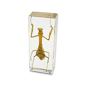 REALBUG Praying Mantis Paperweight (1 5/8 x 4 3/8 x 1 1/8")