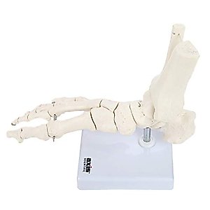 Axis Scientific Human Skeletal Foot Model with Ankle | Anatomically Accurate Design | Foot Bones and Joints Bound with Wire Showing Natural Range of Motion | Comes on Durable Base