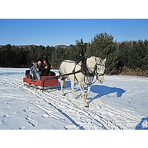 DOUBLE ACTION (Cooling and Warming Effect) Liniment Gel for Sore Muscles and Joints made with Camphor and Menthol for Horses. Effective Post Workout Recovery and Pre-Workout Leg and Spinal Care Rub