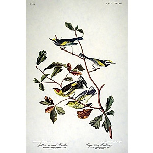 Golden-winged Warbler, Cape May Warbler. From"The Birds of America" (Amsterdam Edition)