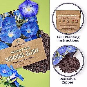 Morning Glory Seeds Heavenly Blue - Large 1 Ounce Packet - Over 1,000 Flower Seeds