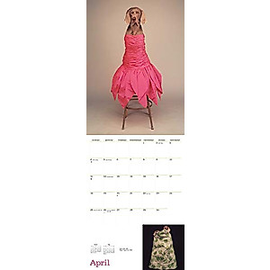 William Wegman Man's Best Friend 2021 Wall Calendar