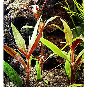 Mainam Alternanthera Reineckii VAR. Roseafolia Telanthera Freshwater Red Stem Live Aquarium Plant