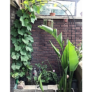 7.8 Ft Metal Garden Arbor Wedding Arch, 2 Sizes Free Combination for Various Climbing Plants, Birthday Party, Bridal Party Decoration (Green)