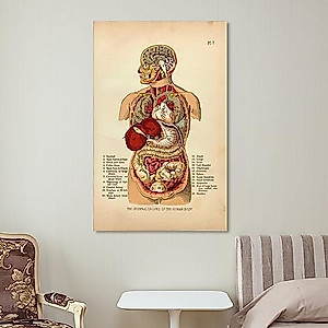 Internal Organs Of The Human Body From The Household Physician Canvas Wall Art Print Poster For Home School Office Decor Unframe 12x18inch(30x45cm)