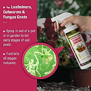 EcoVenger (Formerly EcoRaider) Garden Insect Control 16OZ, Plant Extract Based, Indoor & Outdoor, Kills Aphids, Mealybugs, Spider Mites and Gnats All Stages and Eggs, Non-Toxic Child & Pets Safe