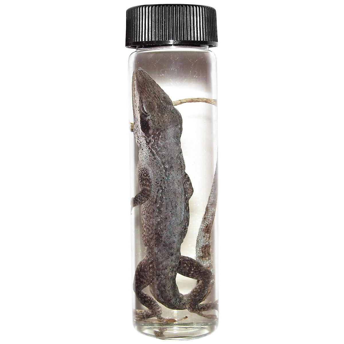 BicBugs Anole Lizard Wet Specimen
