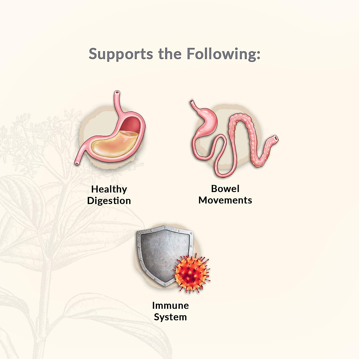 Dr. Dobias - GutSense, Advanced Prebiotic & Probiotics for Dogs, Canine-Specific Dog Probiotics, Dog Supplement for Healthy Digestion, Good Bowel Movement & Immune System, Pet Supplies, 60 Capsules