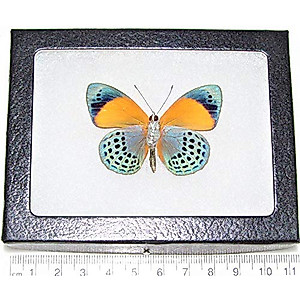 BicBugs Asterope markii davisi Blue Green Yellow Butterfly Verso Peru Framed Real