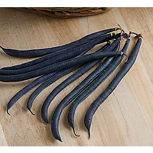 David's Garden Seeds Bean Bush Velour (Purple) 100 Non-GMO, Open Pollinated Seeds