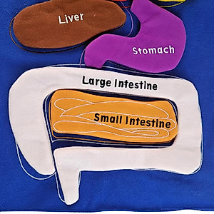 PRIMUZ 3D Organ Apron For Home Preschool Teaching Aid,Human Body Removabl Organs Apron ，Vital Organ Apron That Helps Children Understand The Internal Structure Of The Bod